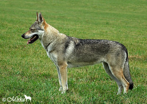 Čekoslovakų vilkšunis ir Belgų Aviganis (griunengalis) - Forumas ...